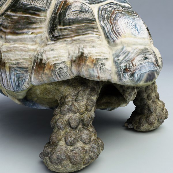 lightwave turtle testudines