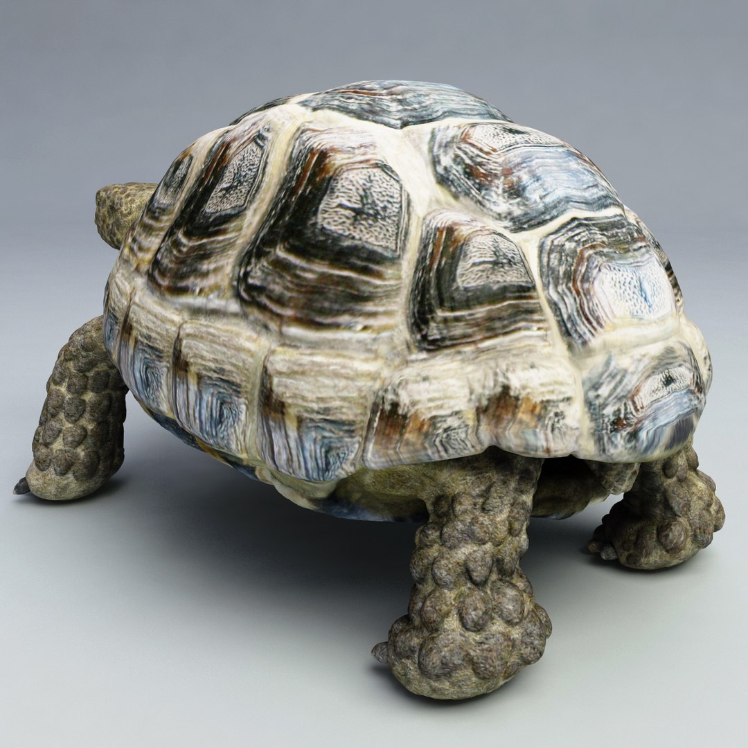 Lightwave Turtle Testudines