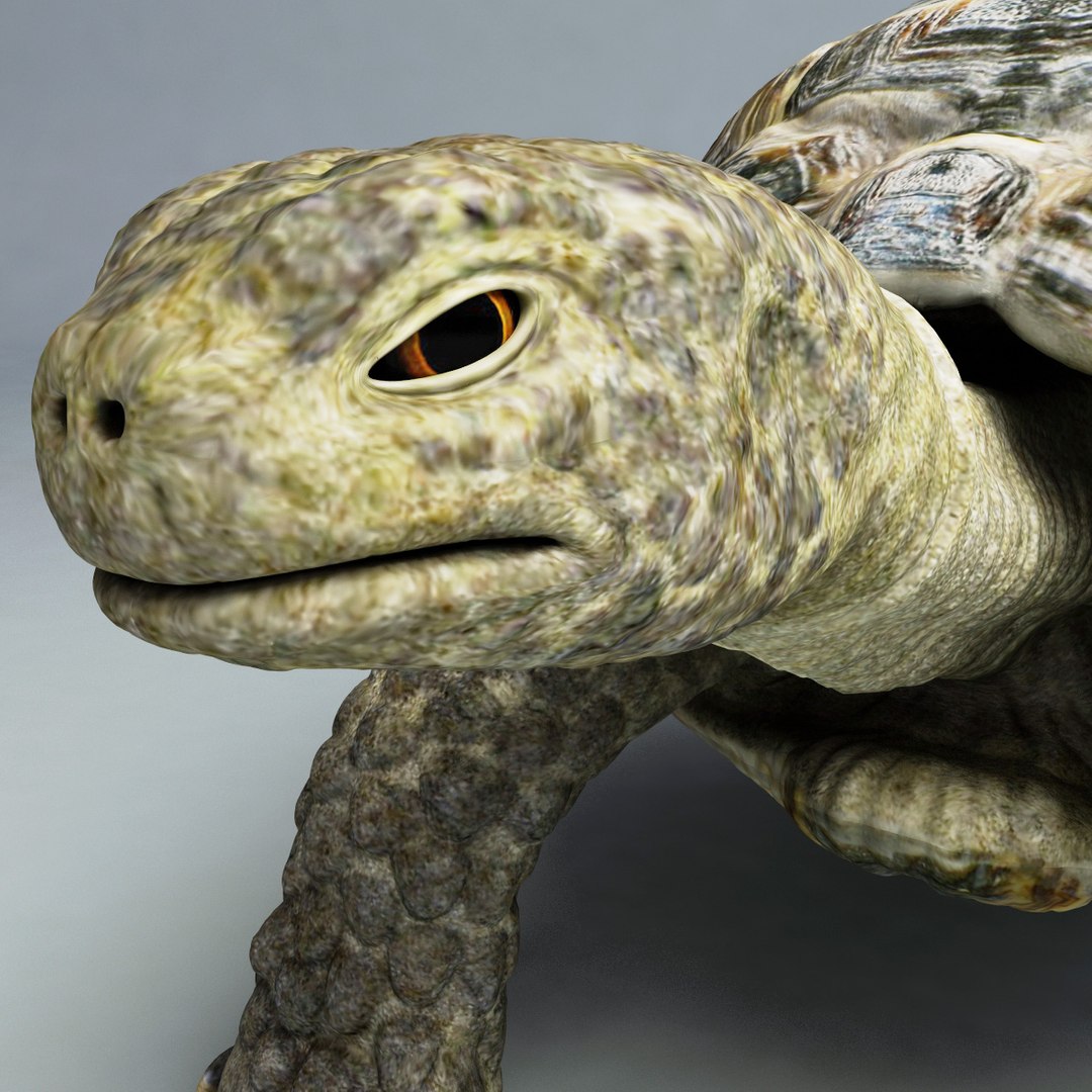 Lightwave Turtle Testudines
