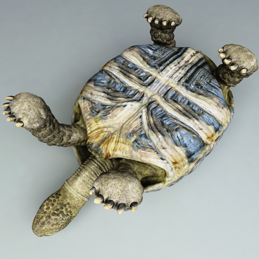 Lightwave Turtle Testudines