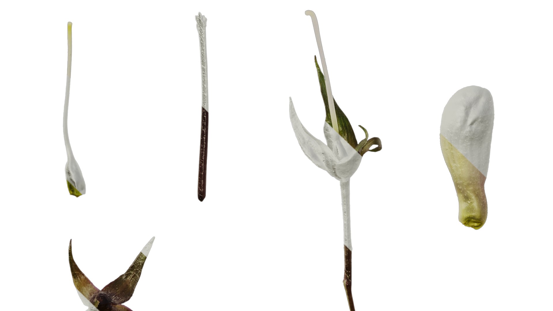 Anydrafts Penstemon Digitalis Flower 04 Textures 3D Model - TurboSquid ...