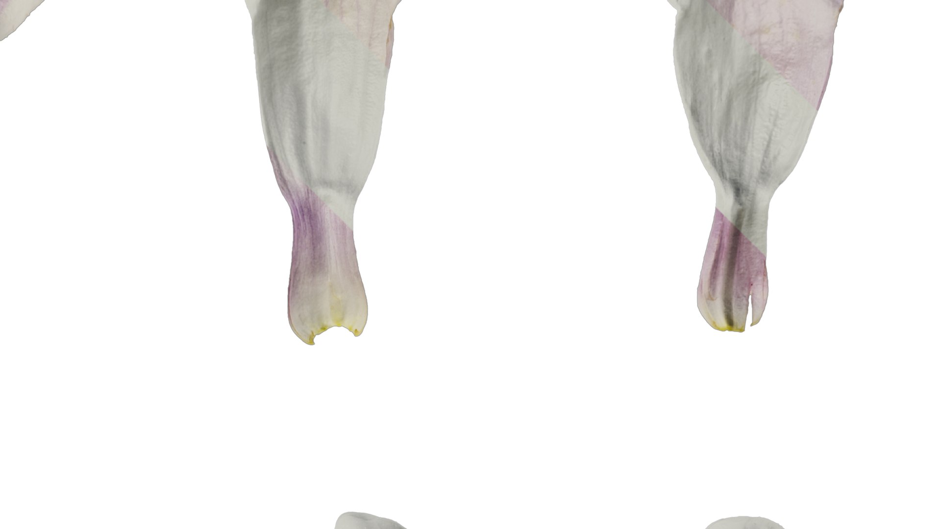 Anydrafts Penstemon Digitalis Flower 04 Textures 3D Model - TurboSquid ...