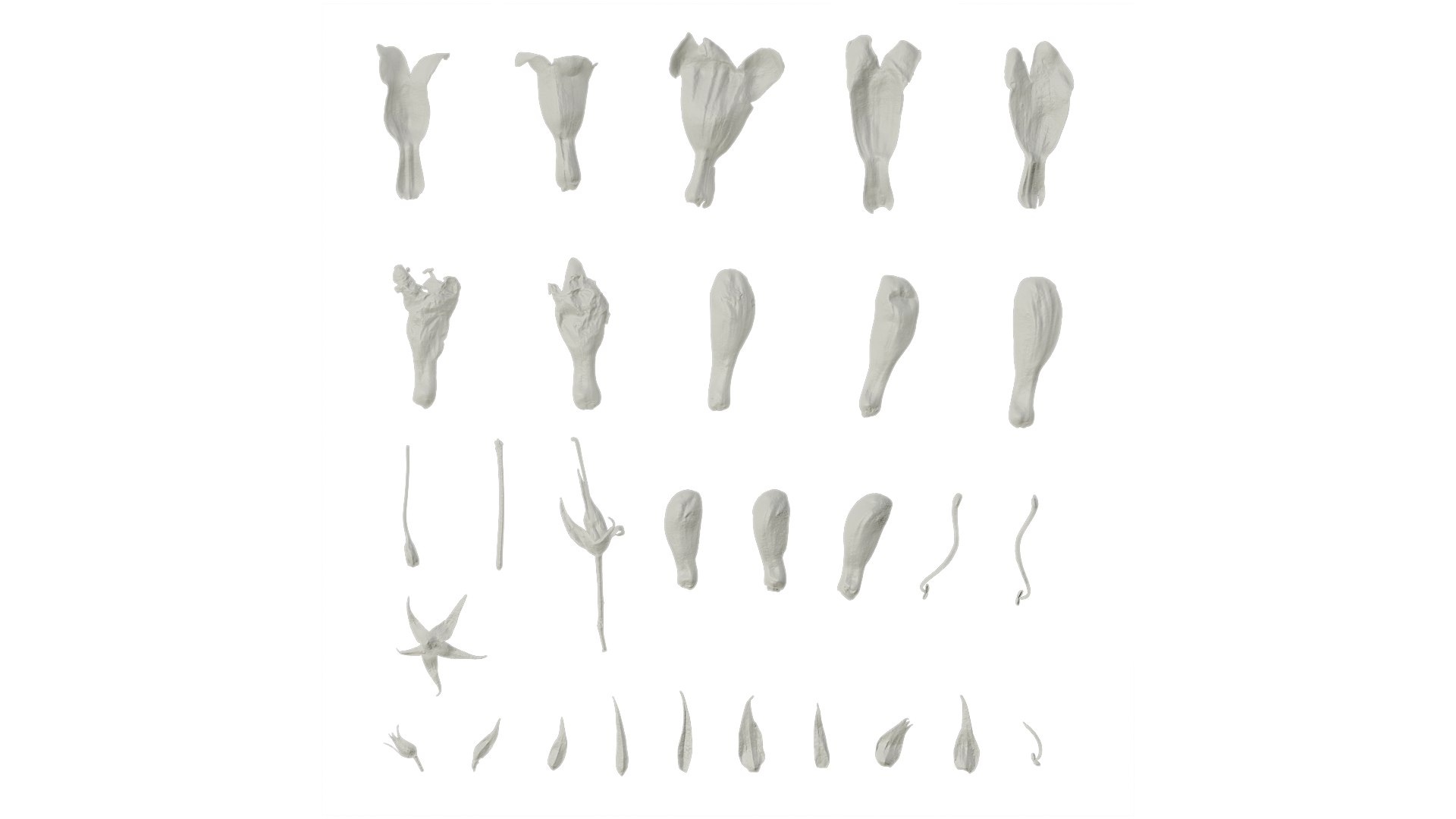 Anydrafts Penstemon Digitalis Flower 04 Textures 3D Model - TurboSquid ...