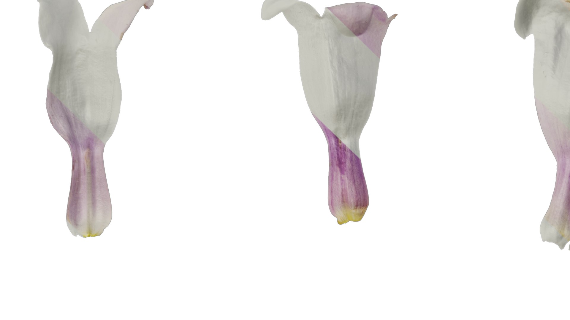 Anydrafts Penstemon Digitalis Flower 04 Textures 3D Model - TurboSquid ...