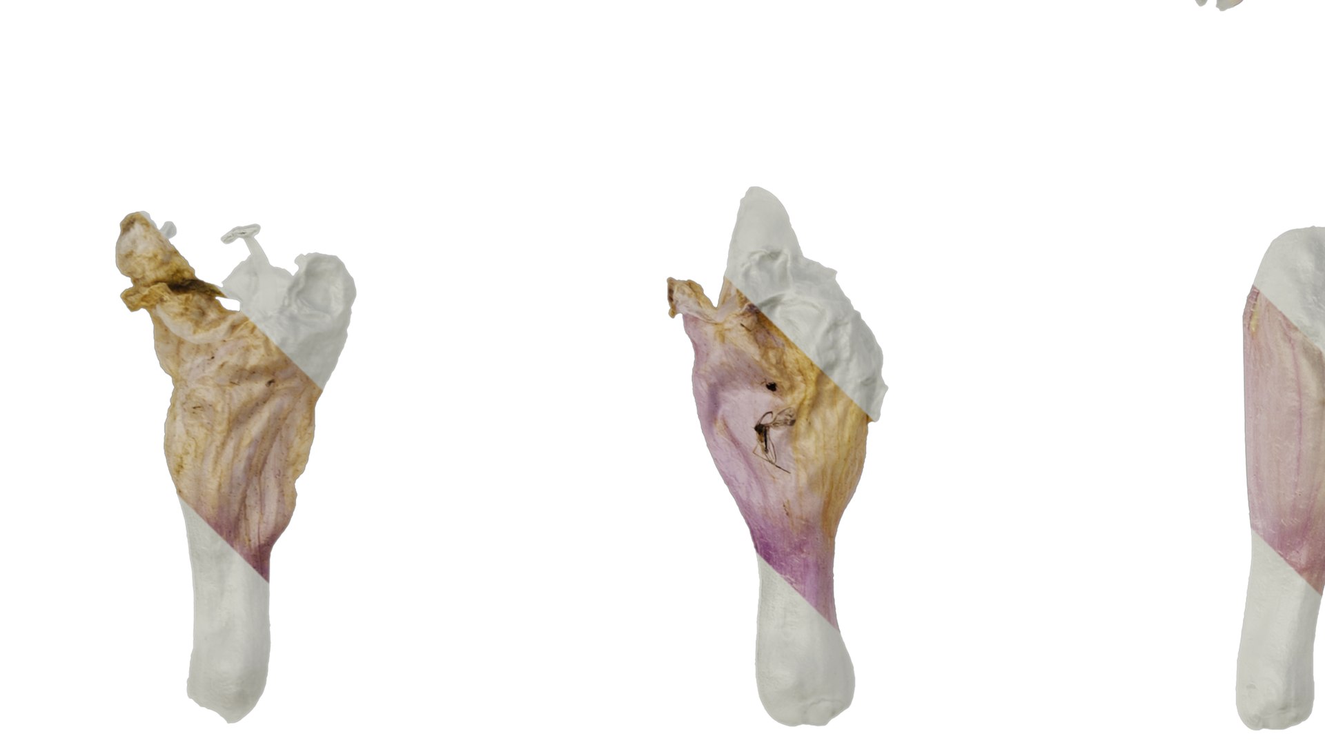 Anydrafts Penstemon Digitalis Flower 04 Textures 3D Model - TurboSquid ...