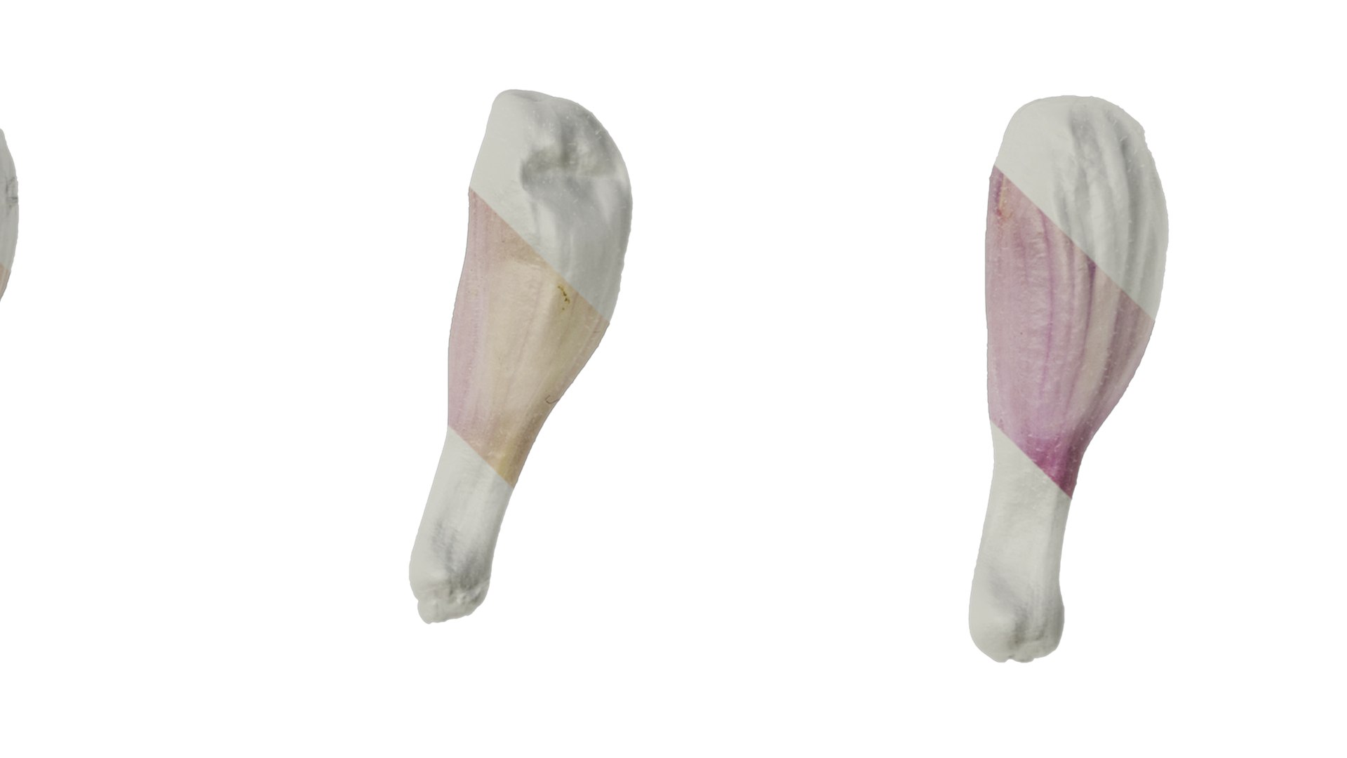 Anydrafts Penstemon Digitalis Flower 04 Textures 3D Model - TurboSquid ...