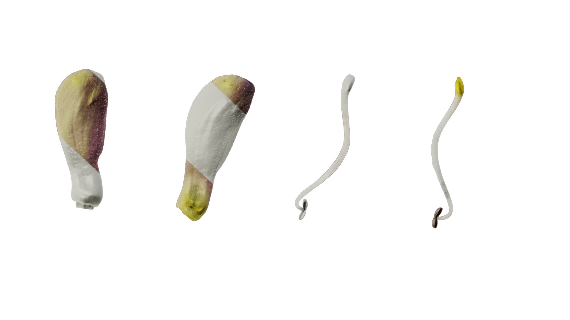 Anydrafts Penstemon Digitalis Flower 04 Textures 3D Model - TurboSquid ...