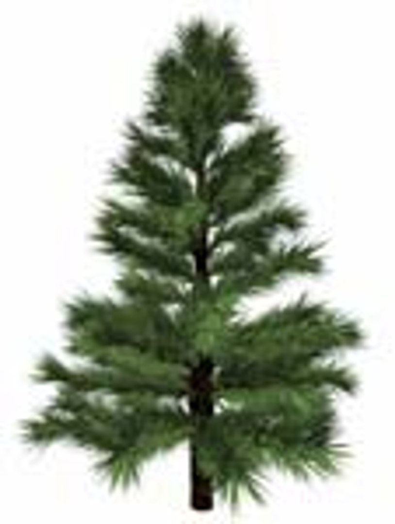 3d model conifer bryce