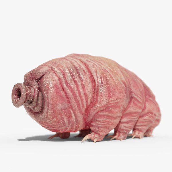 Tardigrade waterbear monster 3D model - TurboSquid 1691666