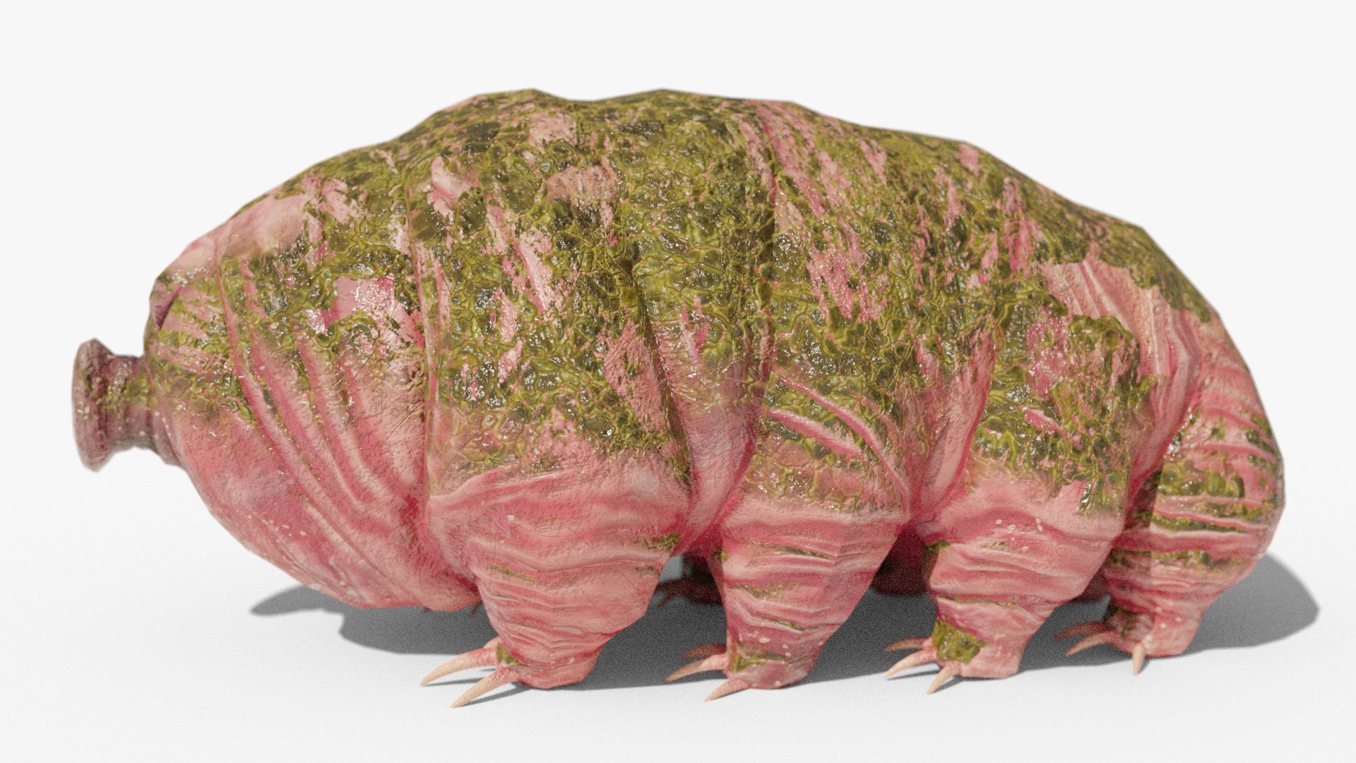 3D Model Tardigrade Waterbear Creature - TurboSquid 1691670