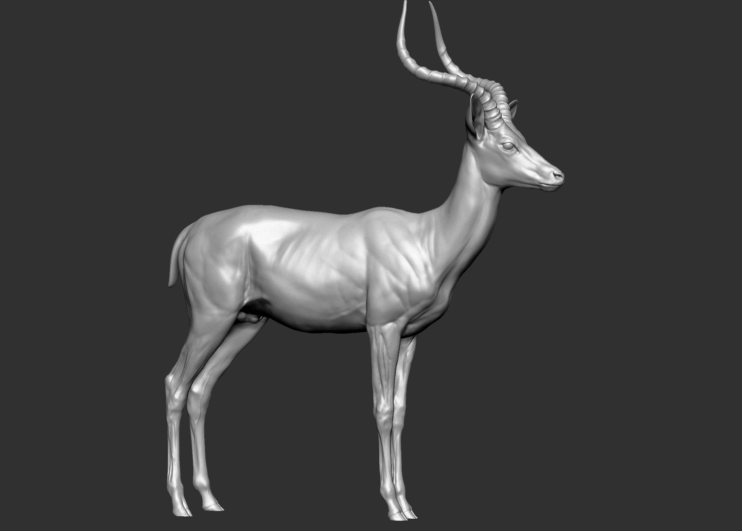 Impala antelope aepyceros melampus 3D model - TurboSquid 1434413