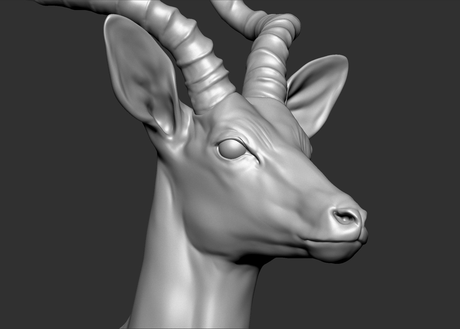 Impala antelope aepyceros melampus 3D model - TurboSquid 1434413