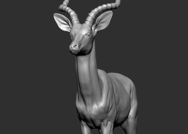 Impala antelope aepyceros melampus 3D model - TurboSquid 1434413
