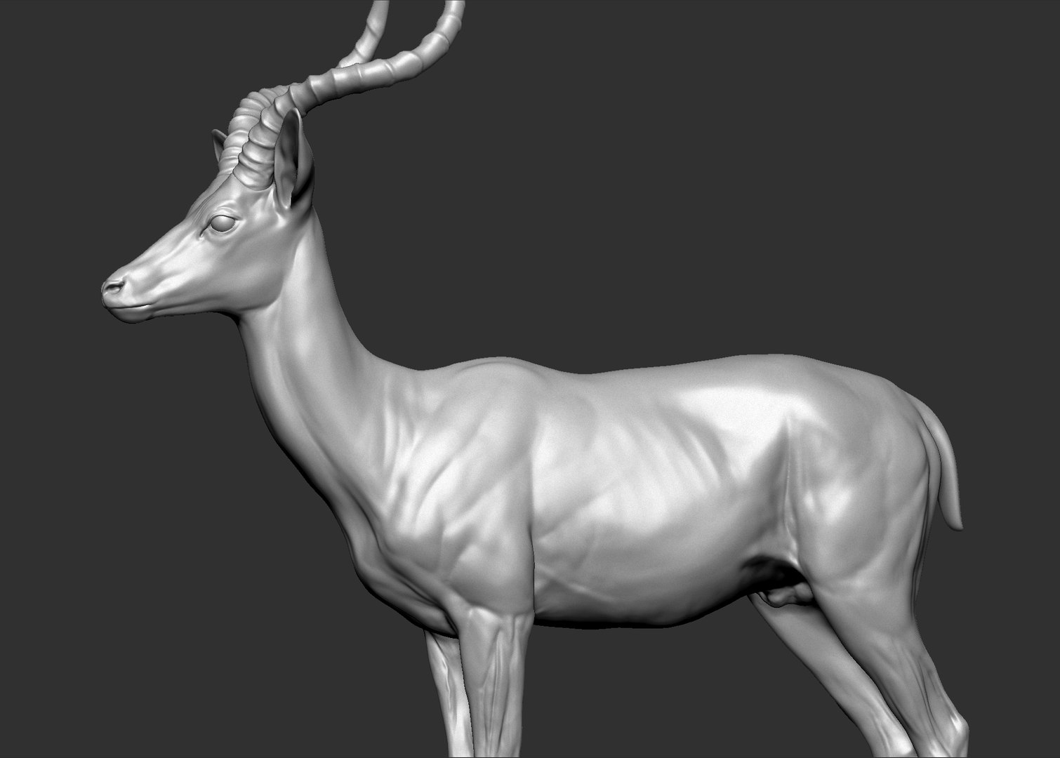 Impala antelope aepyceros melampus 3D model - TurboSquid 1434413