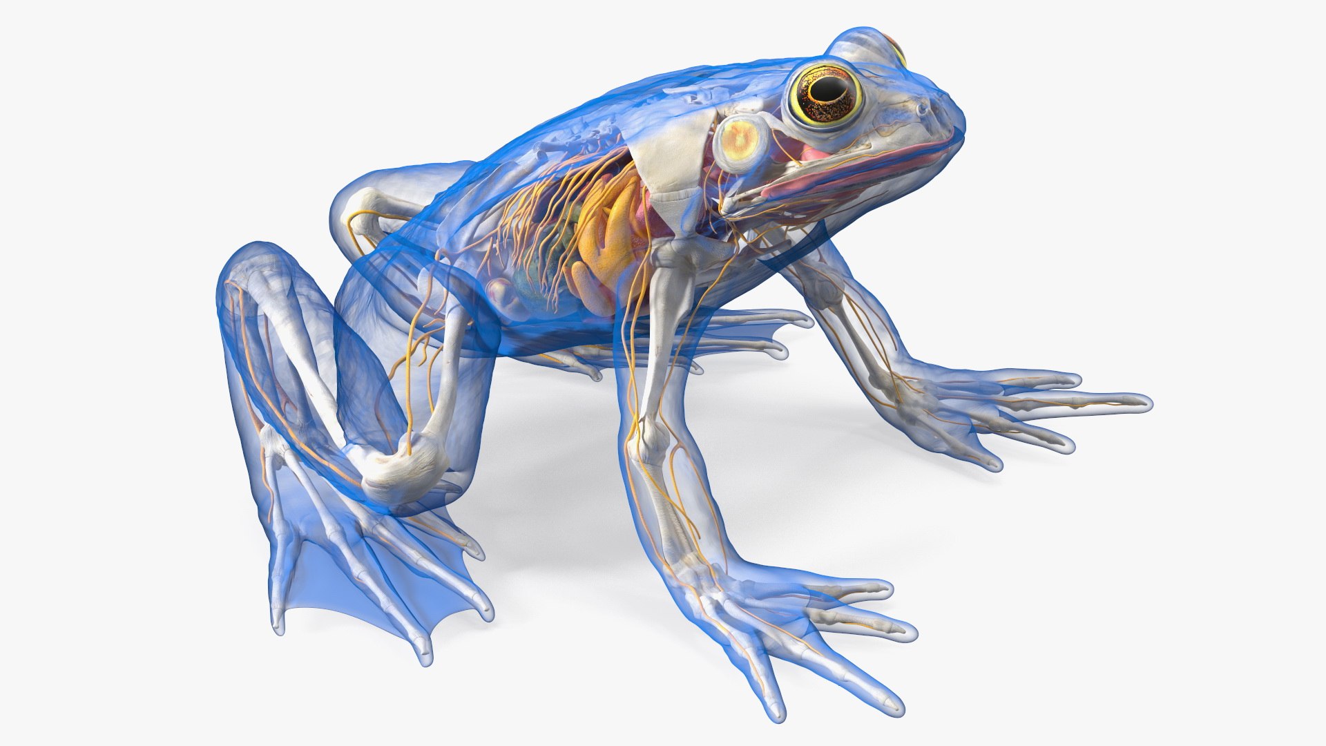 frog nervous system type