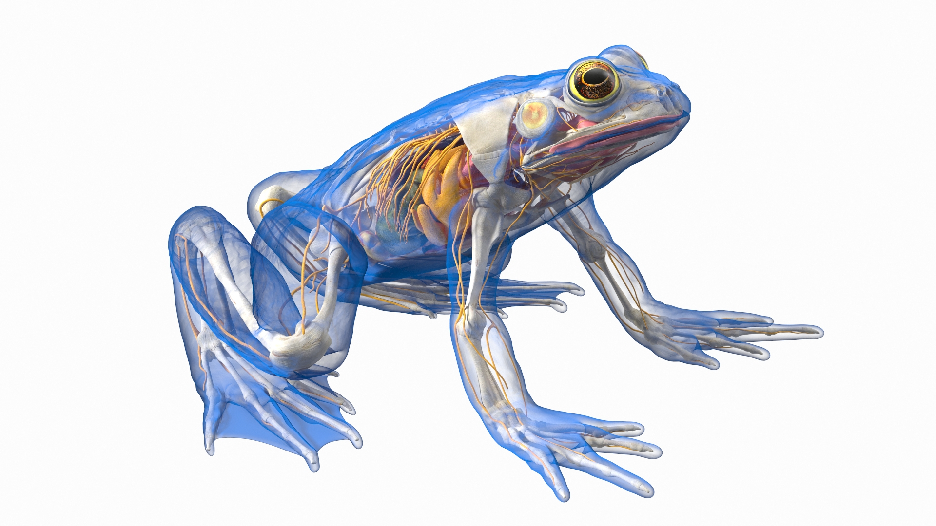 Amphibian Nervous System Frog Nervous System Art Print By Science