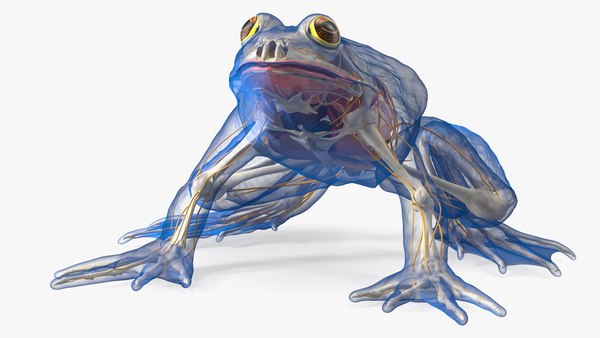 Frog Nervous System 3D - TurboSquid 1836935
