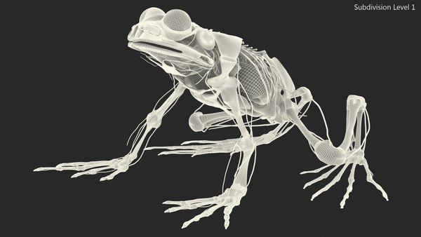 Frog Nervous System 3D - TurboSquid 1836935