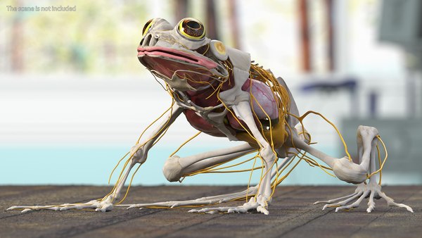 Frog Nervous System 3D - TurboSquid 1836935