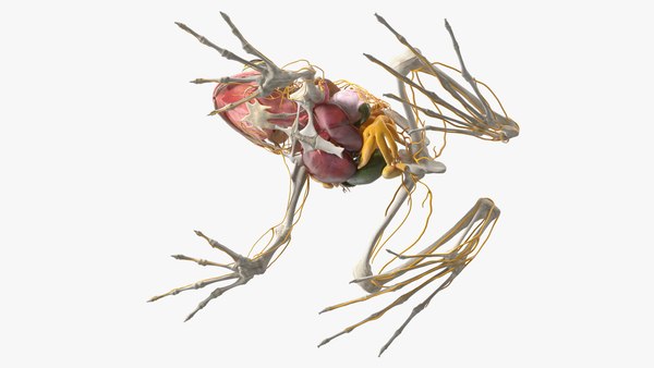 Frog Nervous System 3D - TurboSquid 1836935