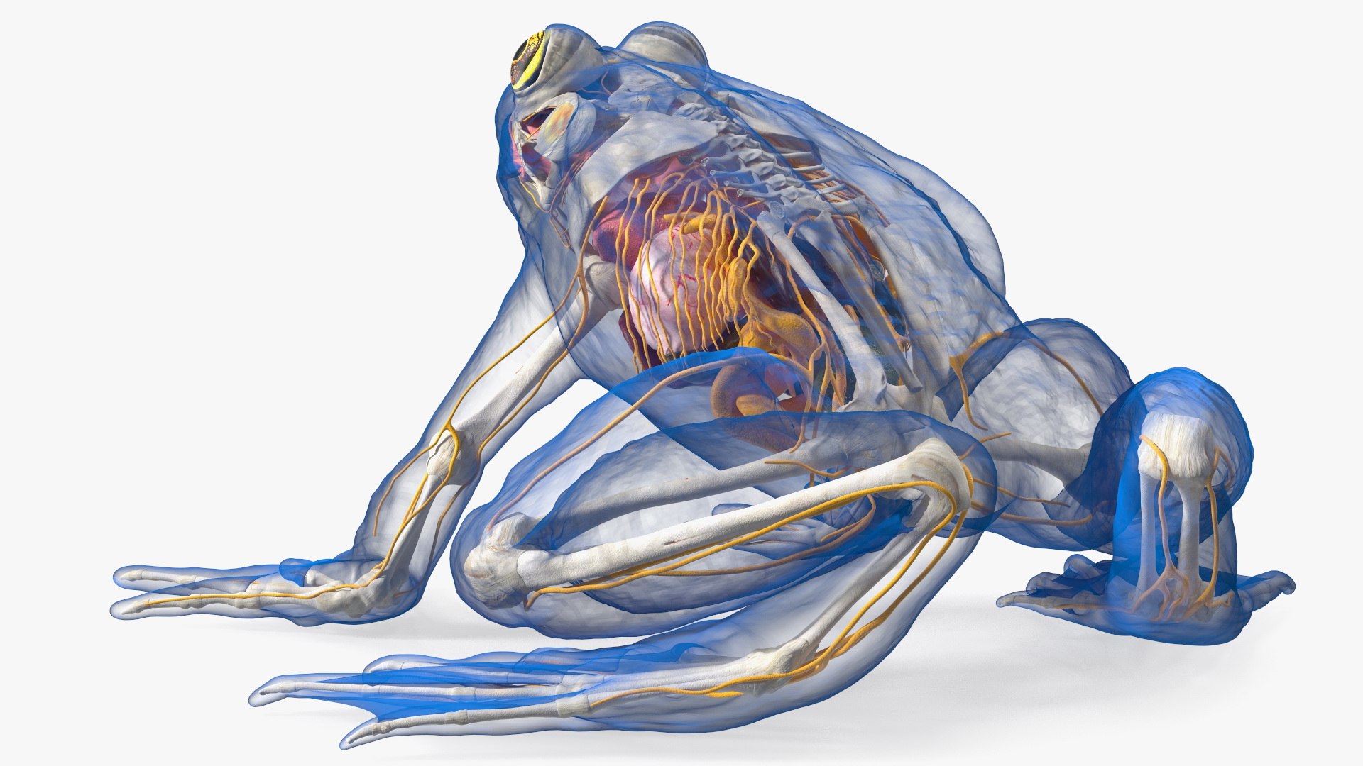 Frog Nervous System 3D - TurboSquid 1836935