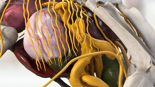 Frog Nervous System 3D - TurboSquid 1836935