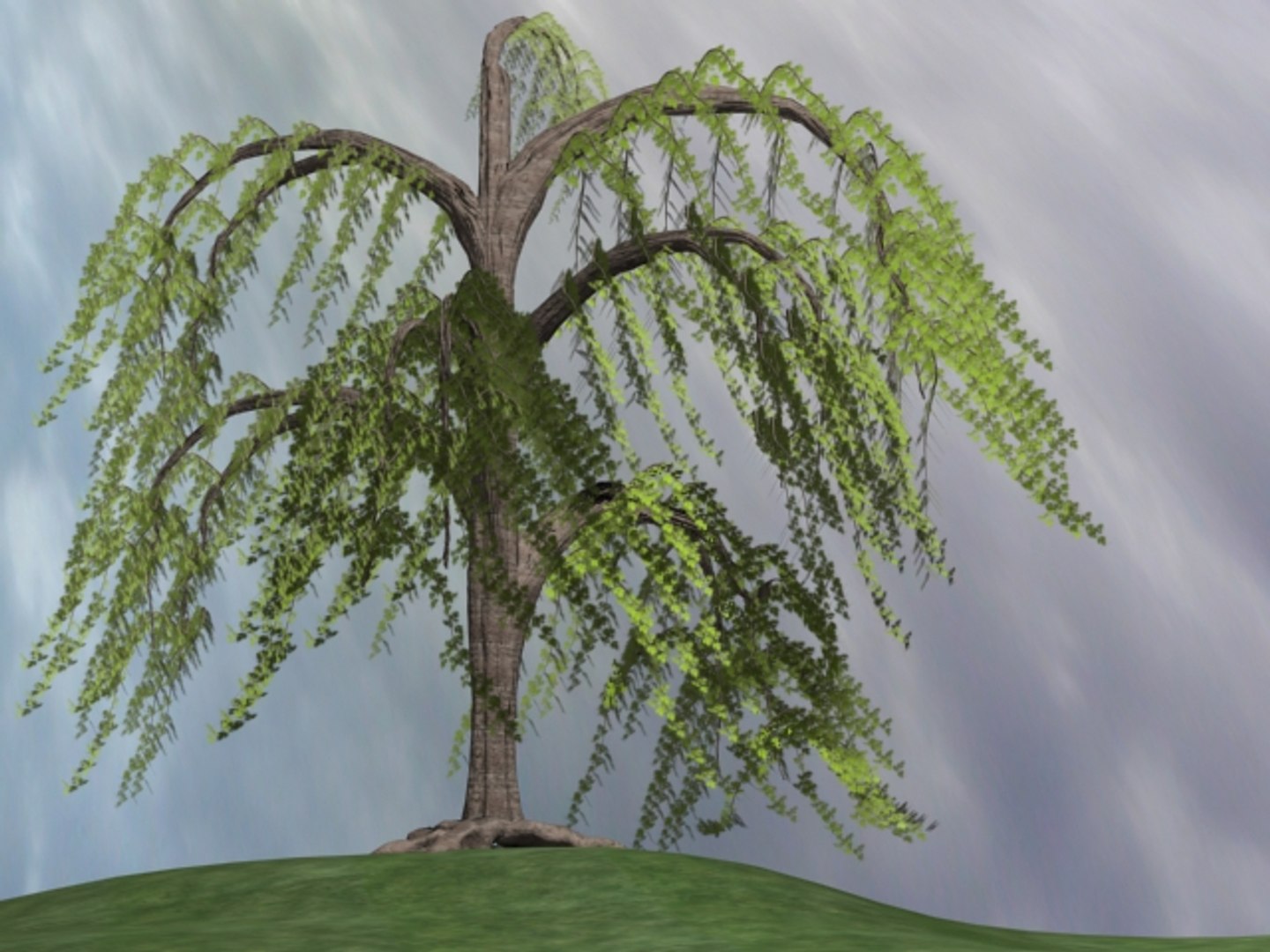 3d Willow Tree Model