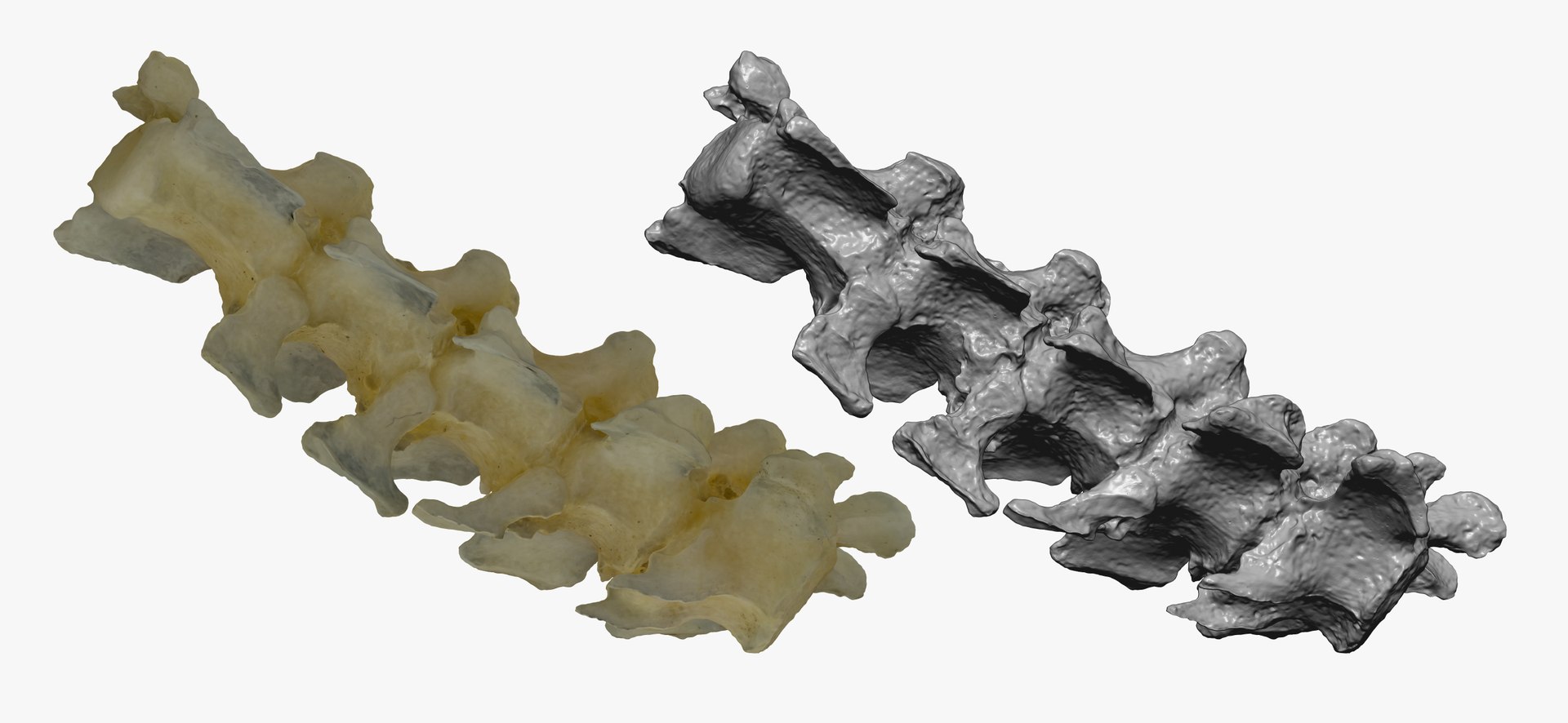 South American Coati (Nasua Nasua) Tail Bones Caudal Vertebrae Cd1 RAW ...