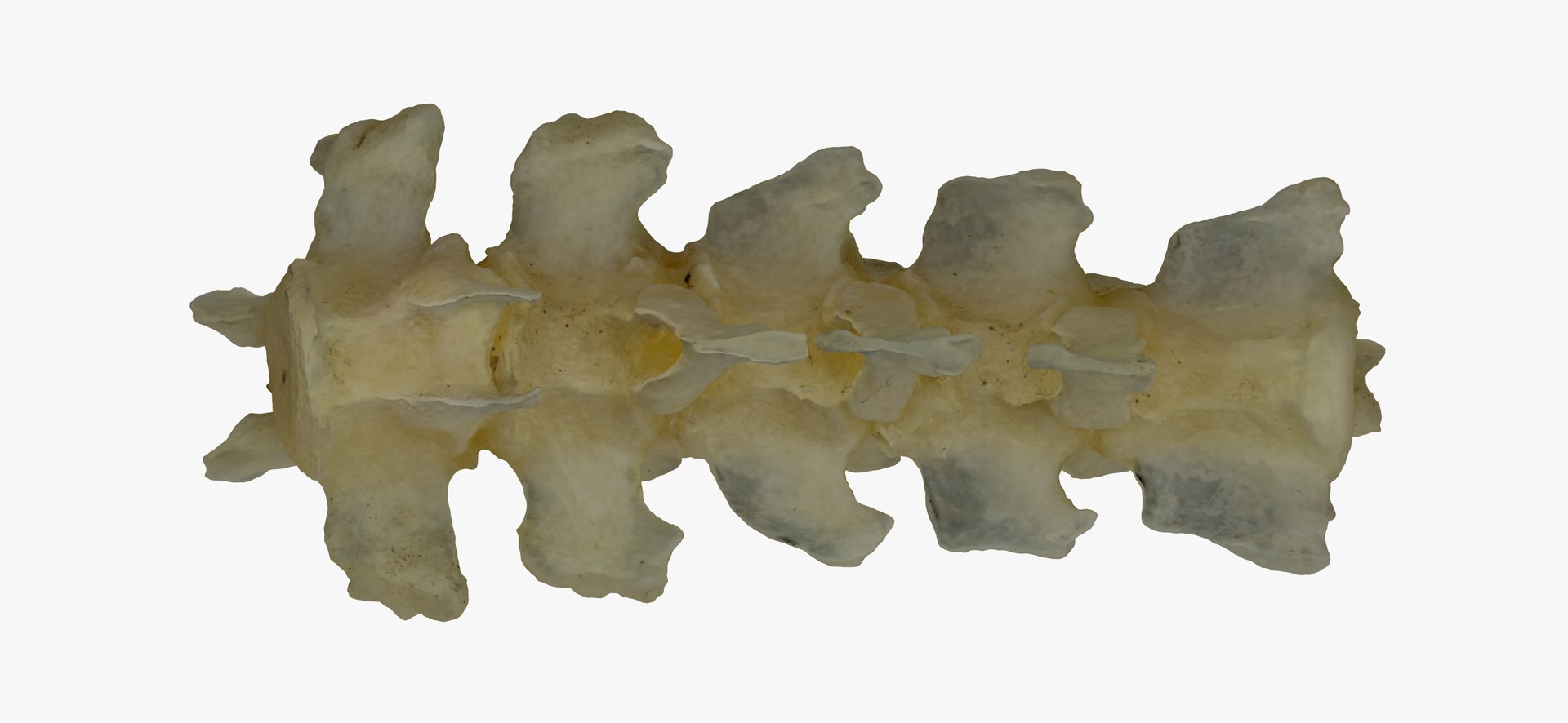 South American Coati (Nasua Nasua) Tail Bones Caudal Vertebrae Cd1 RAW ...