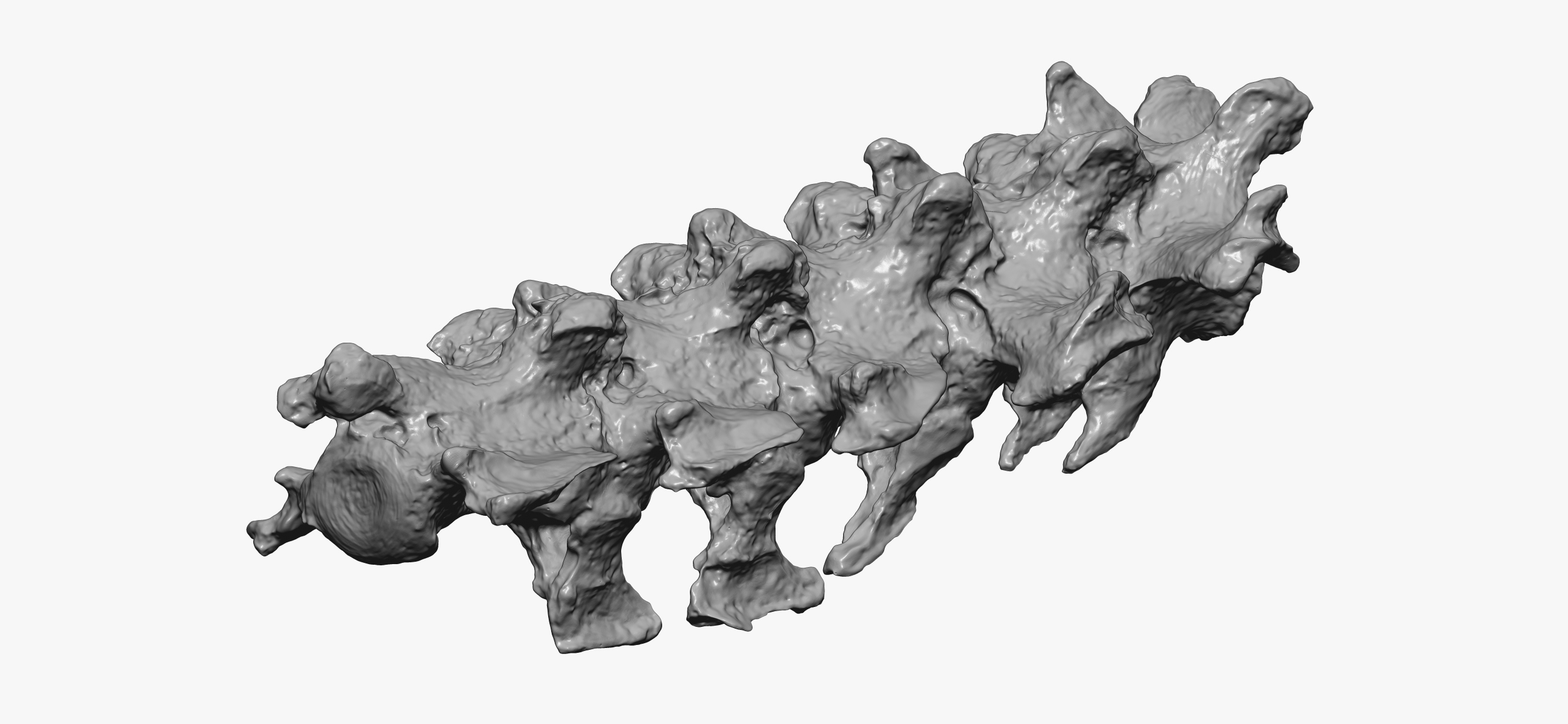 modelo 3d Coatí sudamericano (Nasua Nasua) Huesos de la cola Vértebras ...