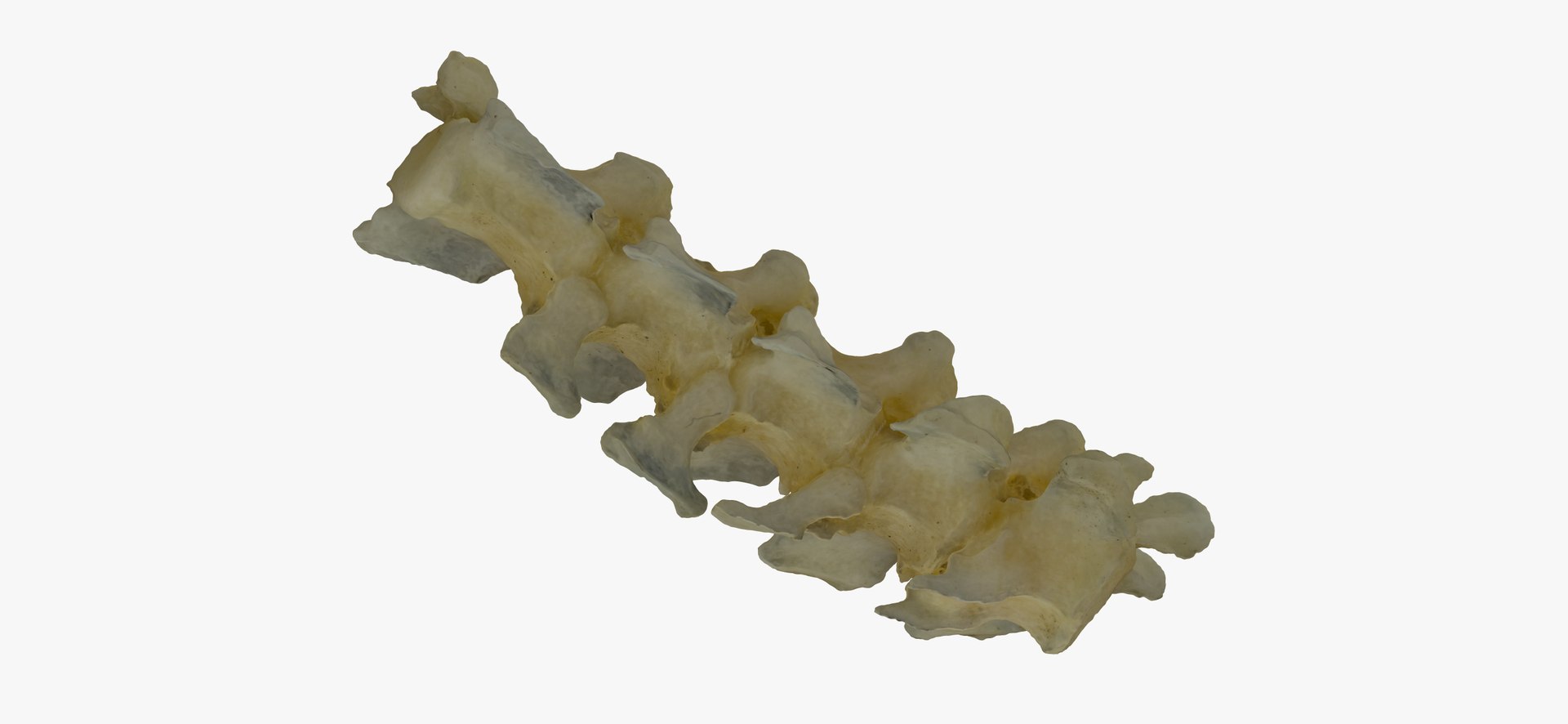 South American Coati (Nasua Nasua) Tail Bones Caudal Vertebrae Cd1 RAW ...