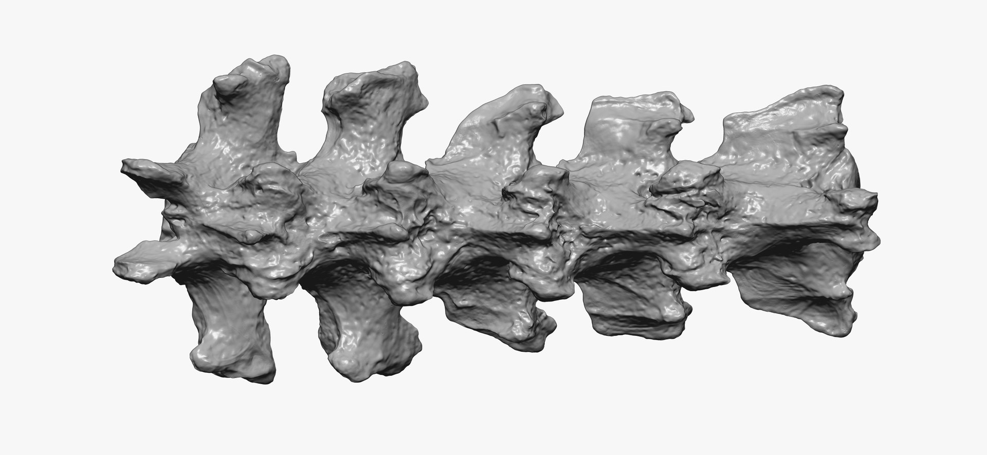 South American Coati (Nasua Nasua) Tail Bones Caudal Vertebrae Cd1 RAW ...