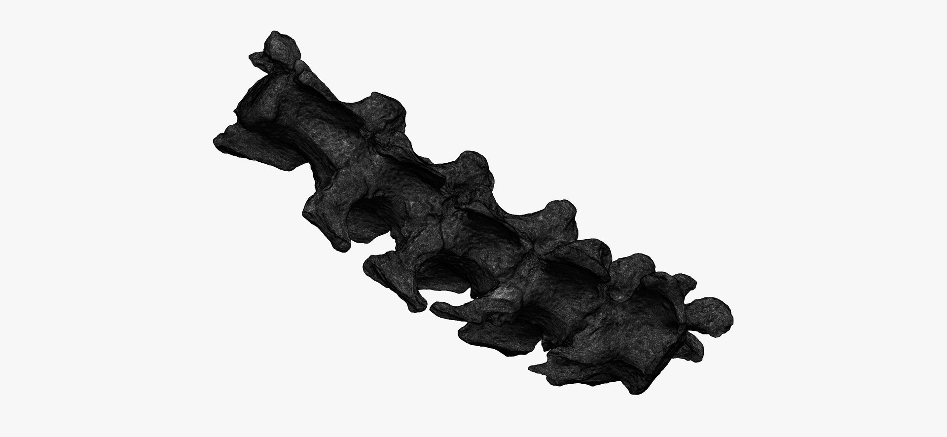 South American Coati (Nasua Nasua) Tail Bones Caudal Vertebrae Cd1 RAW ...