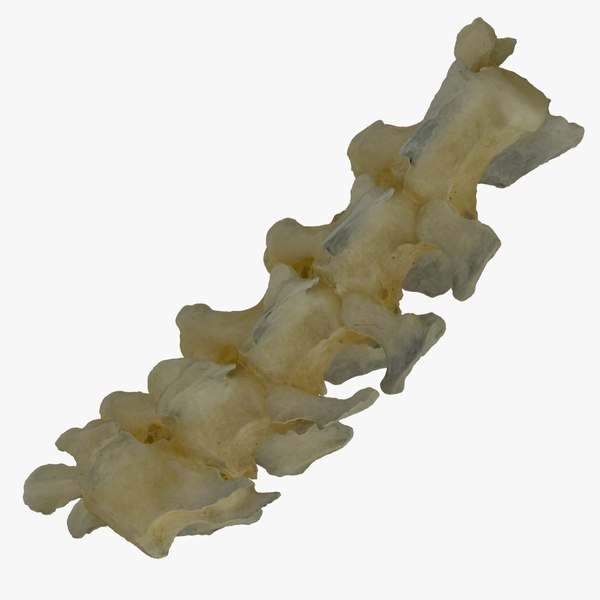 modelo 3d Coatí sudamericano (Nasua Nasua) Huesos de la cola Vértebras ...