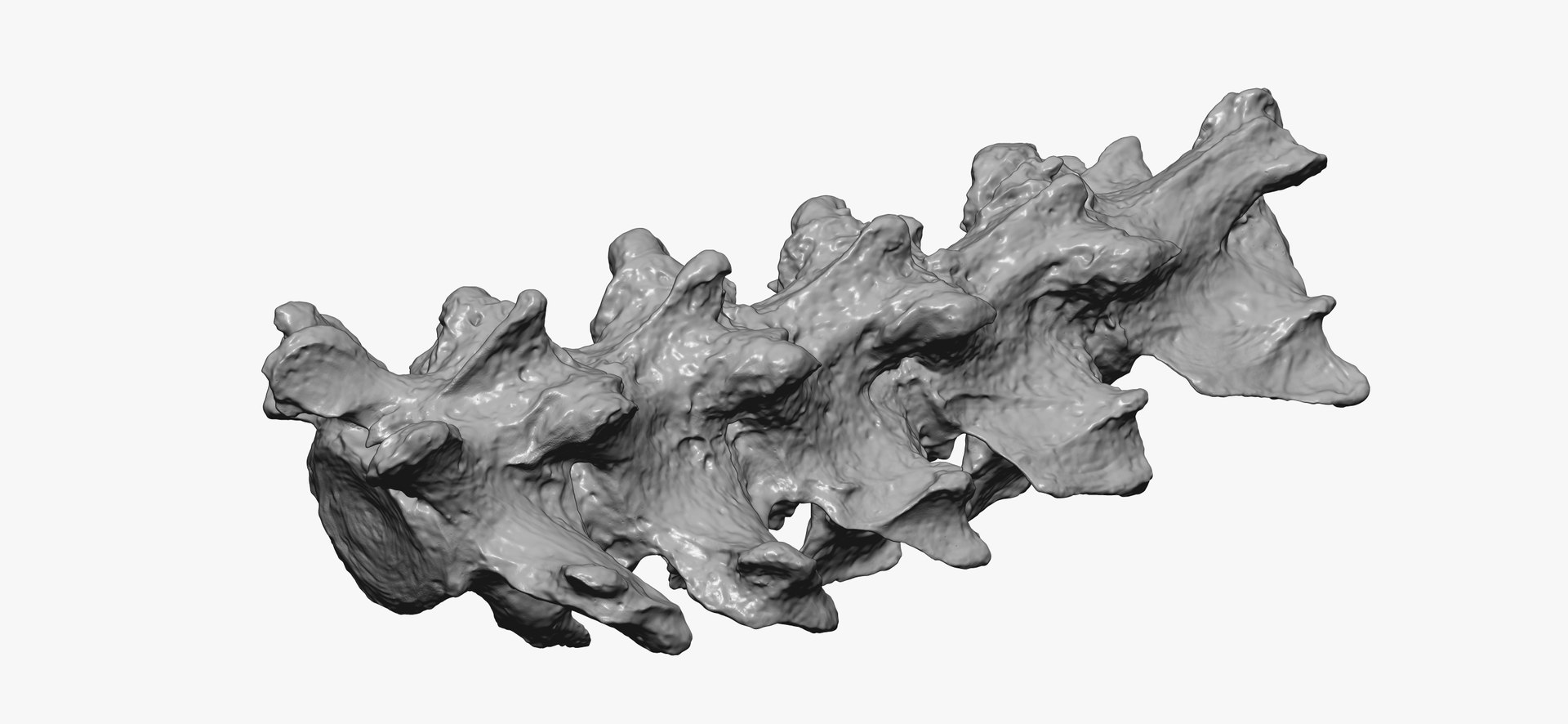 South American Coati (Nasua Nasua) Tail Bones Caudal Vertebrae Cd1 RAW ...