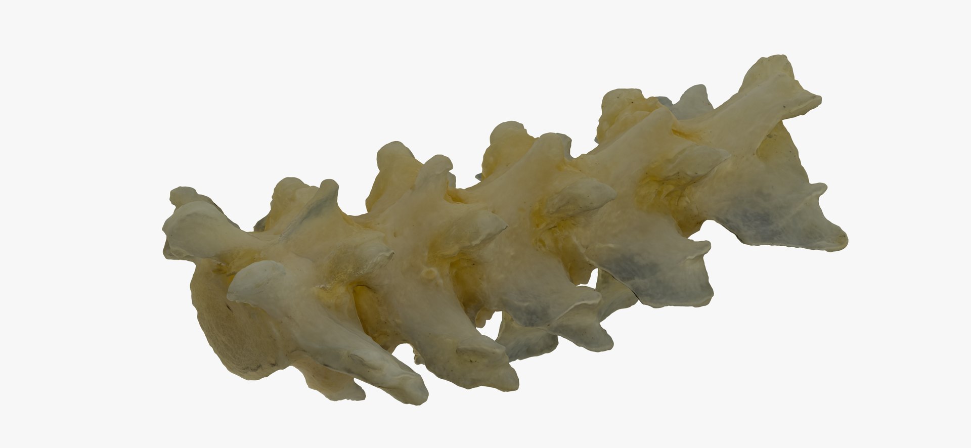 South American Coati (Nasua Nasua) Tail Bones Caudal Vertebrae Cd1 RAW ...