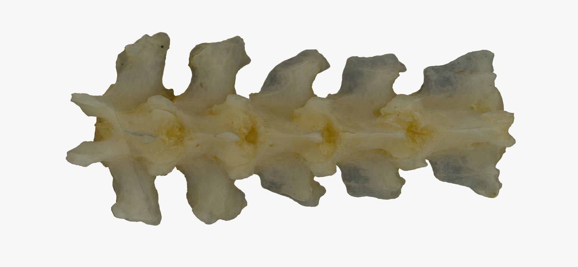 South American Coati (Nasua Nasua) Tail Bones Caudal Vertebrae Cd1 RAW ...