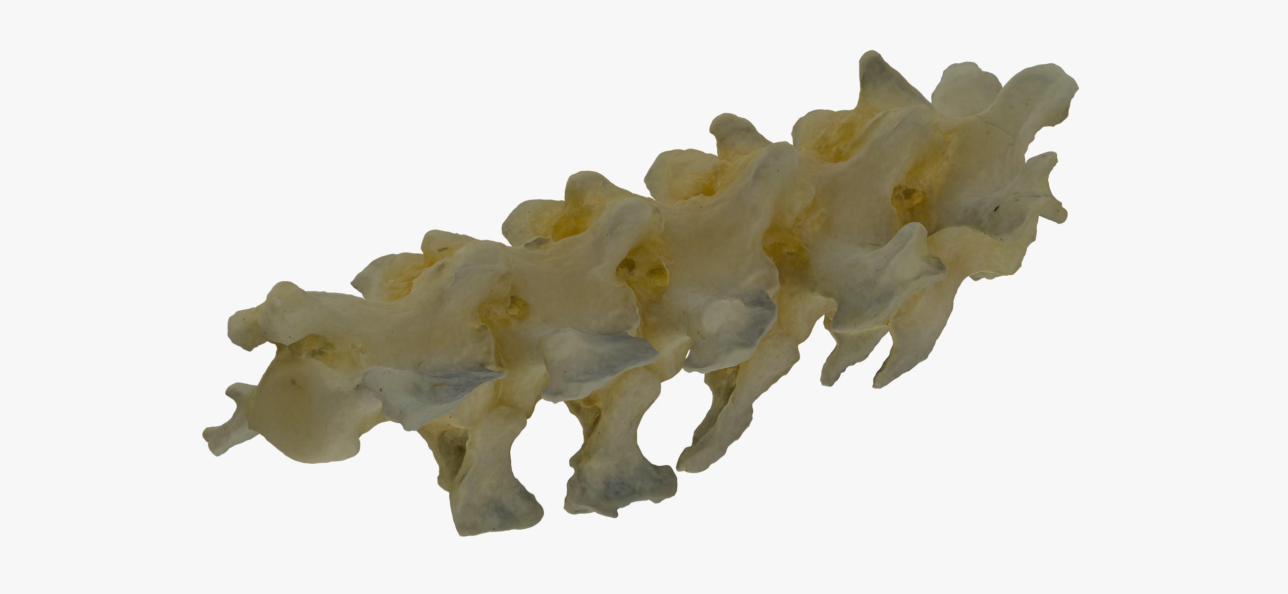 modelo 3d Coatí sudamericano (Nasua Nasua) Huesos de la cola Vértebras ...