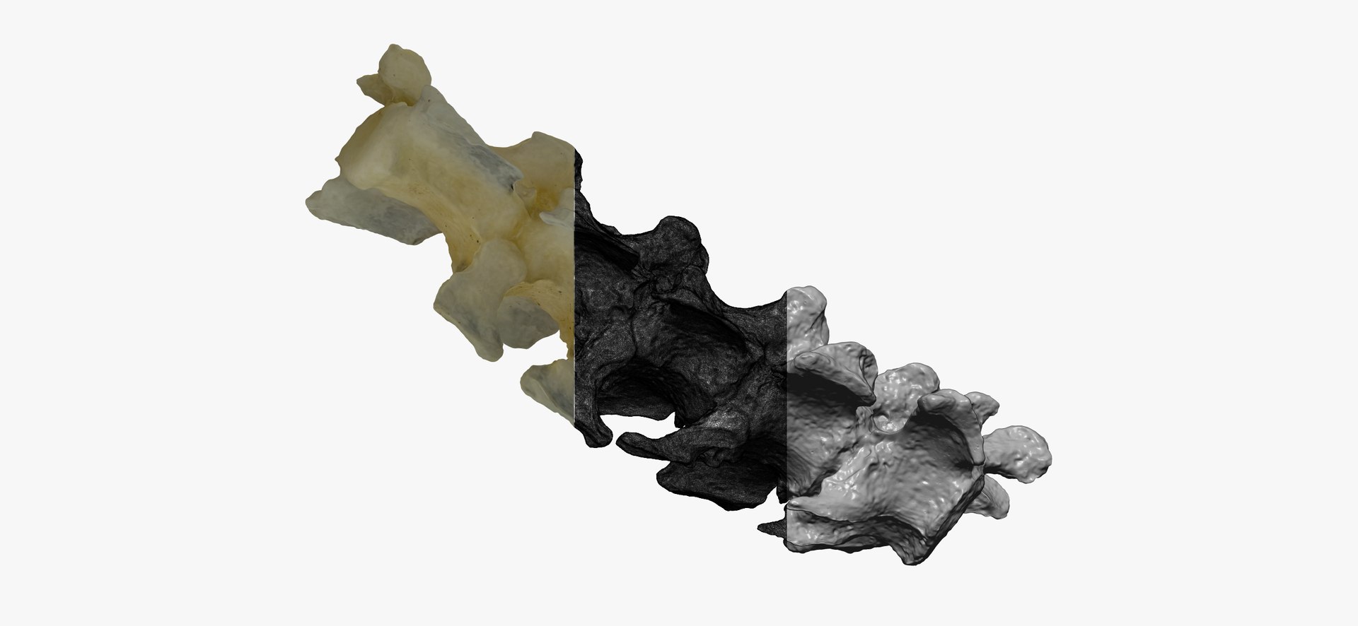 South American Coati (Nasua Nasua) Tail Bones Caudal Vertebrae Cd1 RAW ...