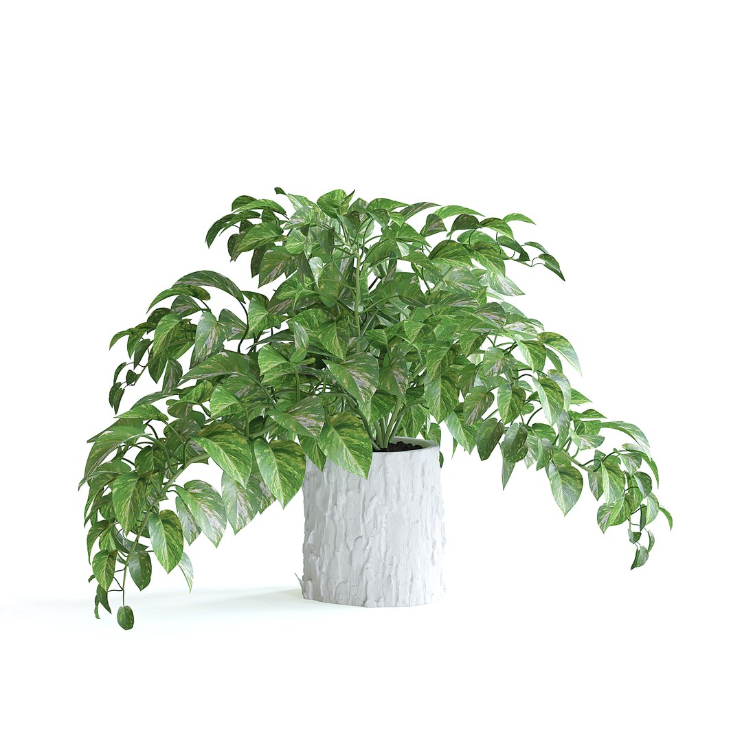 3D Model Pothos Plant - TurboSquid 1855163