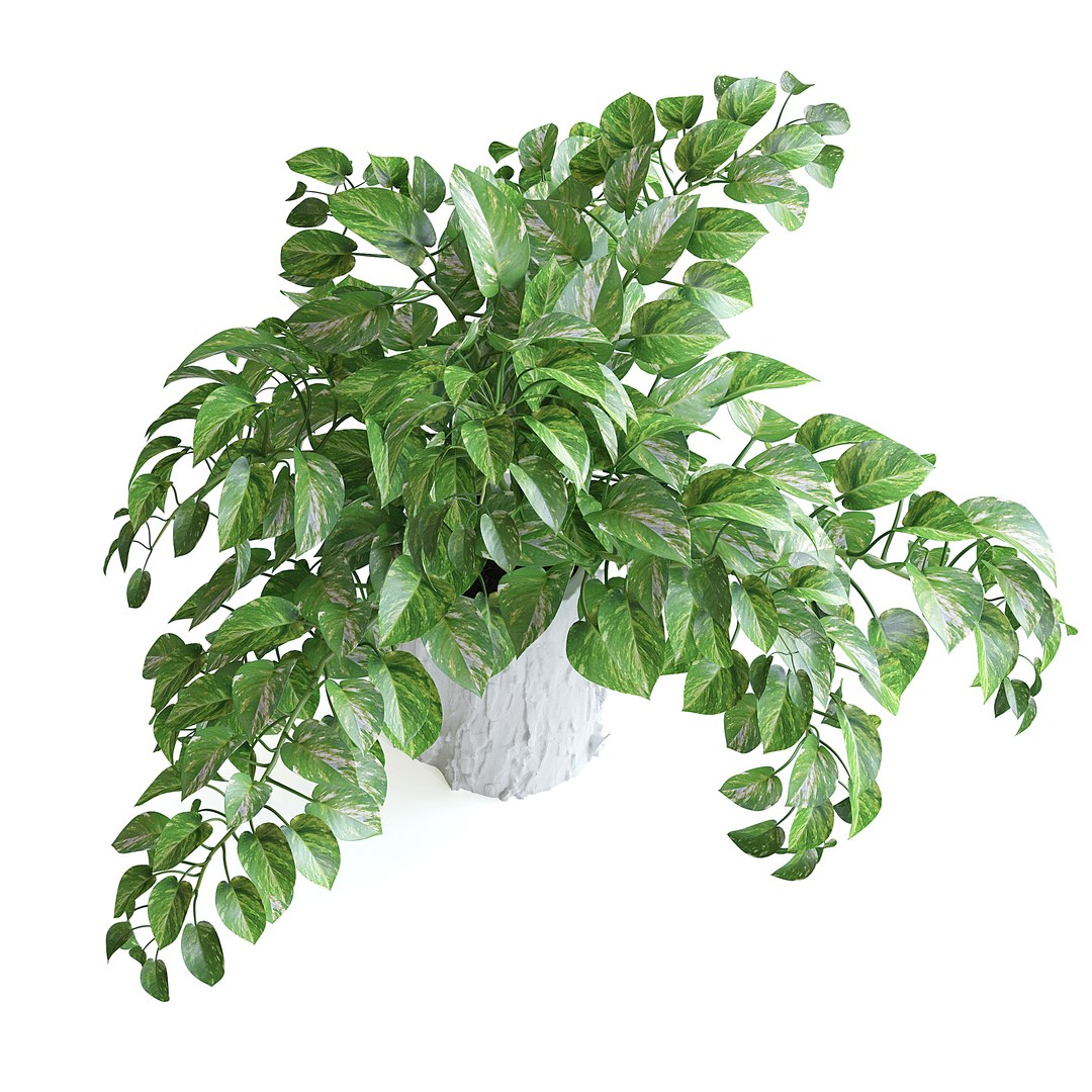 3D Model Pothos Plant - TurboSquid 1855163
