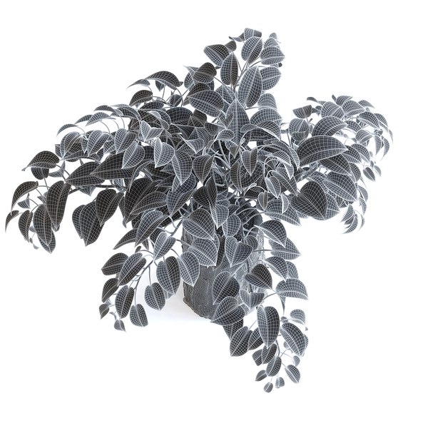 3D model Pothos Plant - TurboSquid 1855163