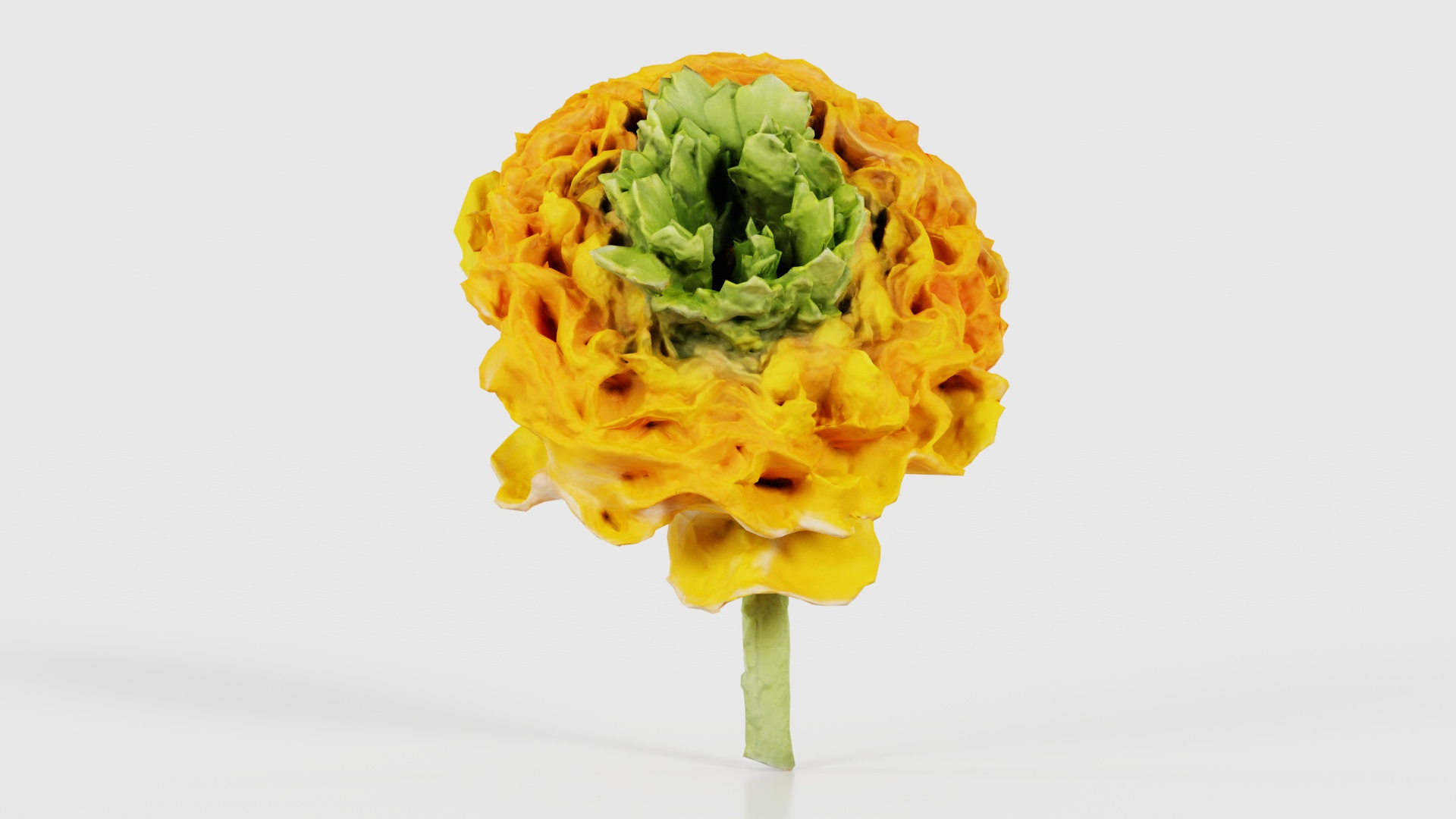 3D Close Up Persian Buttercup Carden Crowfoot Ranunculus Asiaticus ...