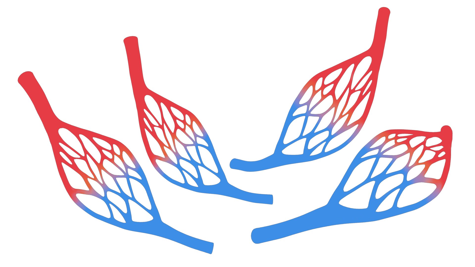 Blood Vessel Anatomy 3D - TurboSquid 2141205