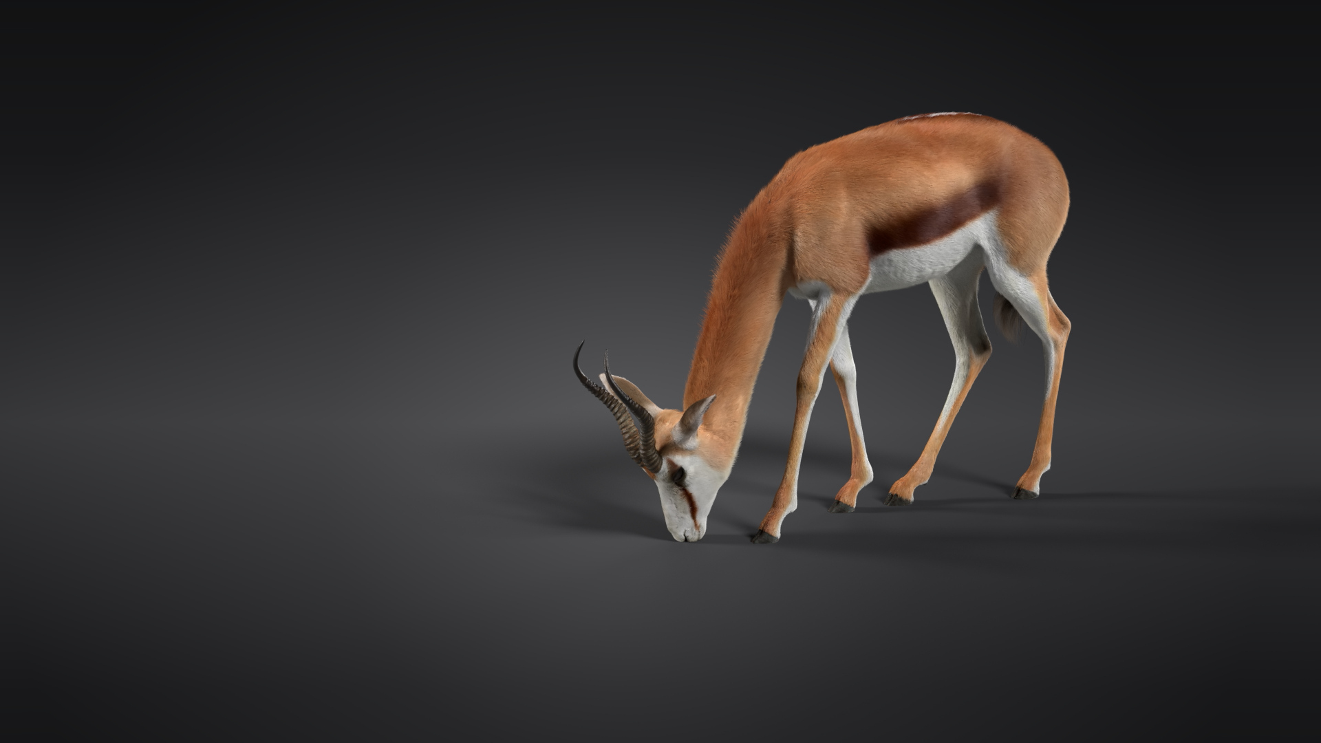 Springbok rigging animation 3D model - TurboSquid 1697834
