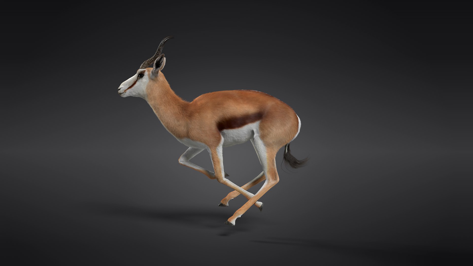 Springbok rigging animation 3D model - TurboSquid 1697834