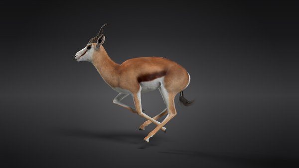 Springbok rigging animation 3D model - TurboSquid 1697834