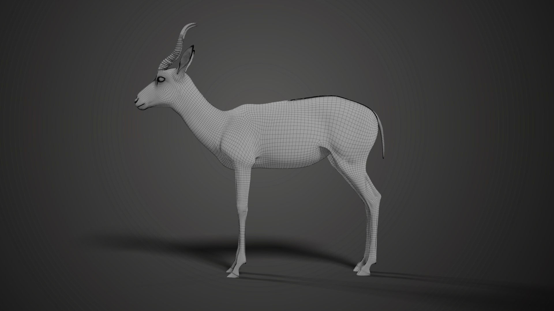 Springbok rigging animation 3D model - TurboSquid 1697834