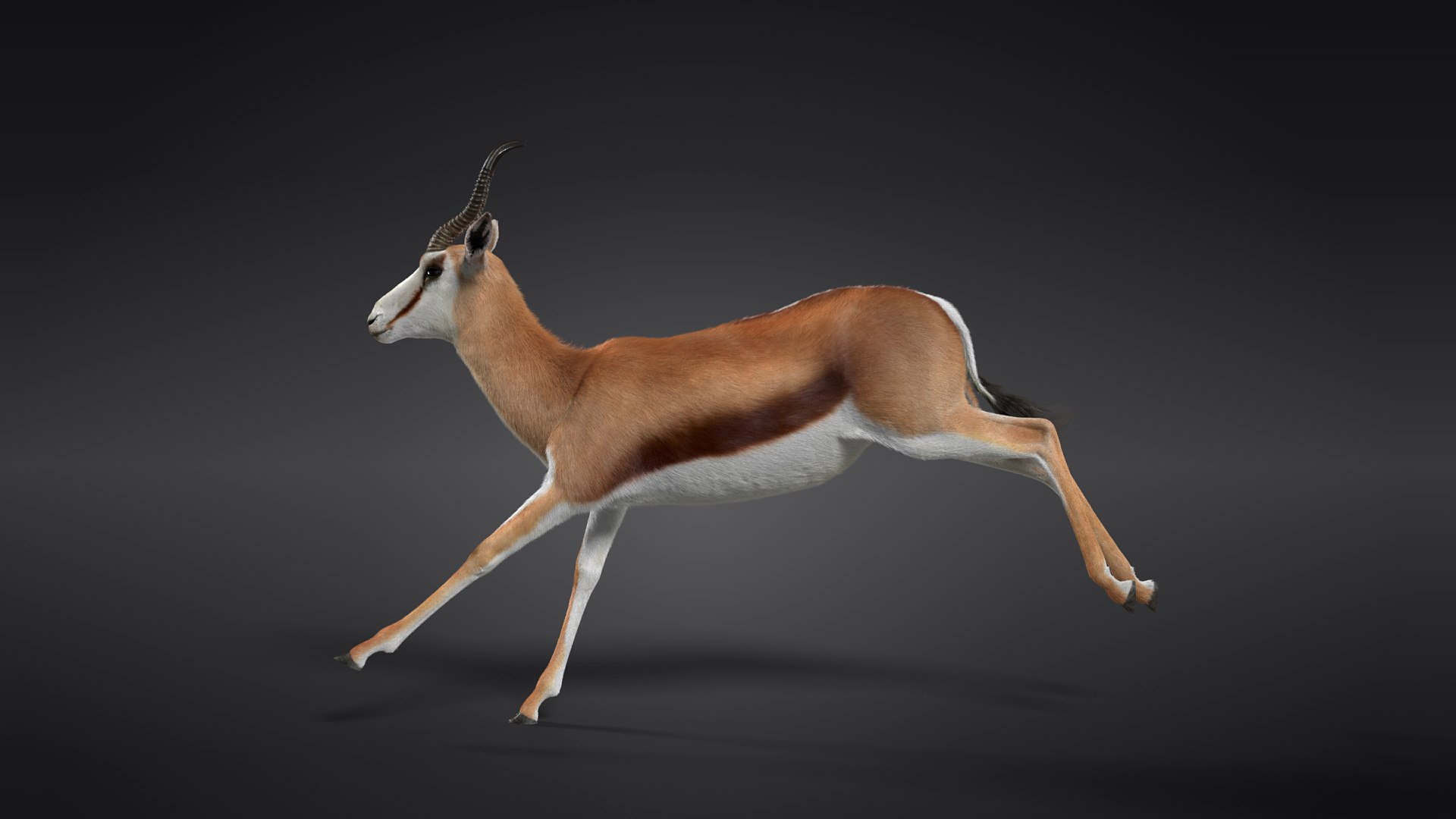Springbok rigging animation 3D model - TurboSquid 1697834
