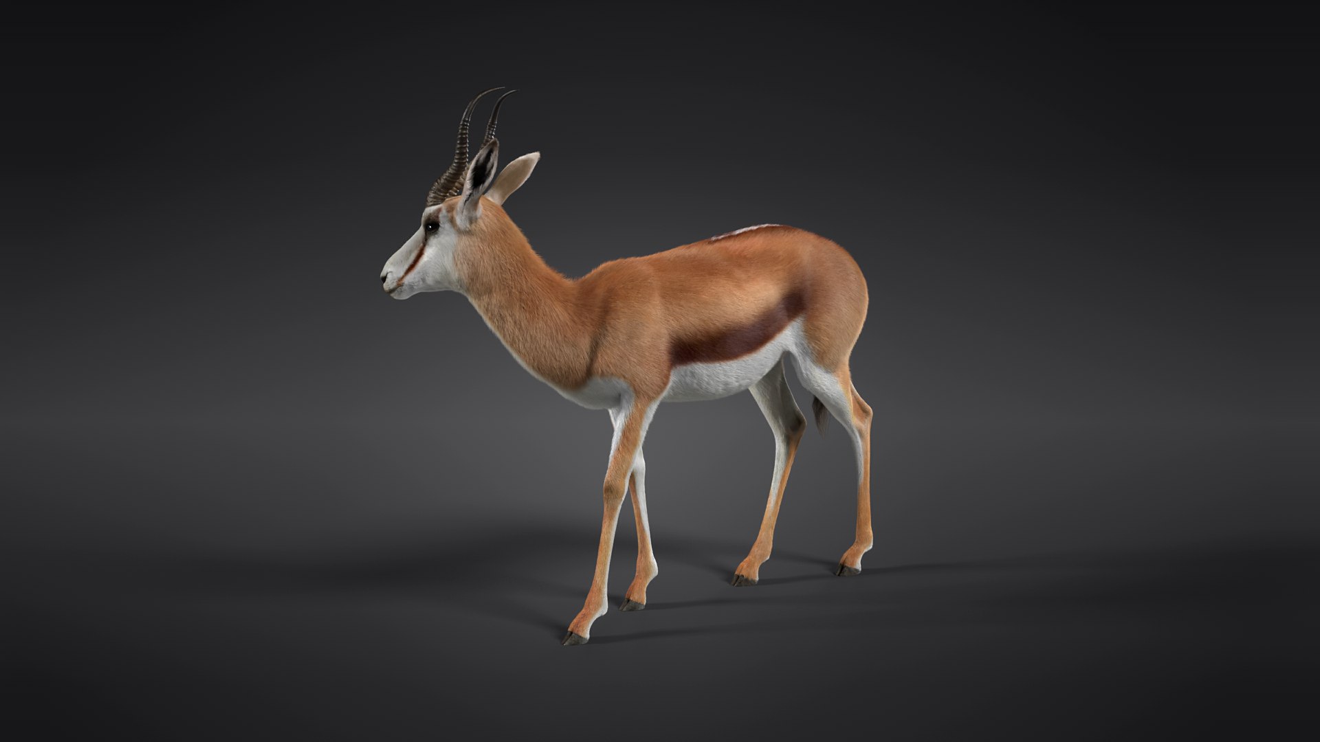 Springbok rigging animation 3D model - TurboSquid 1697834